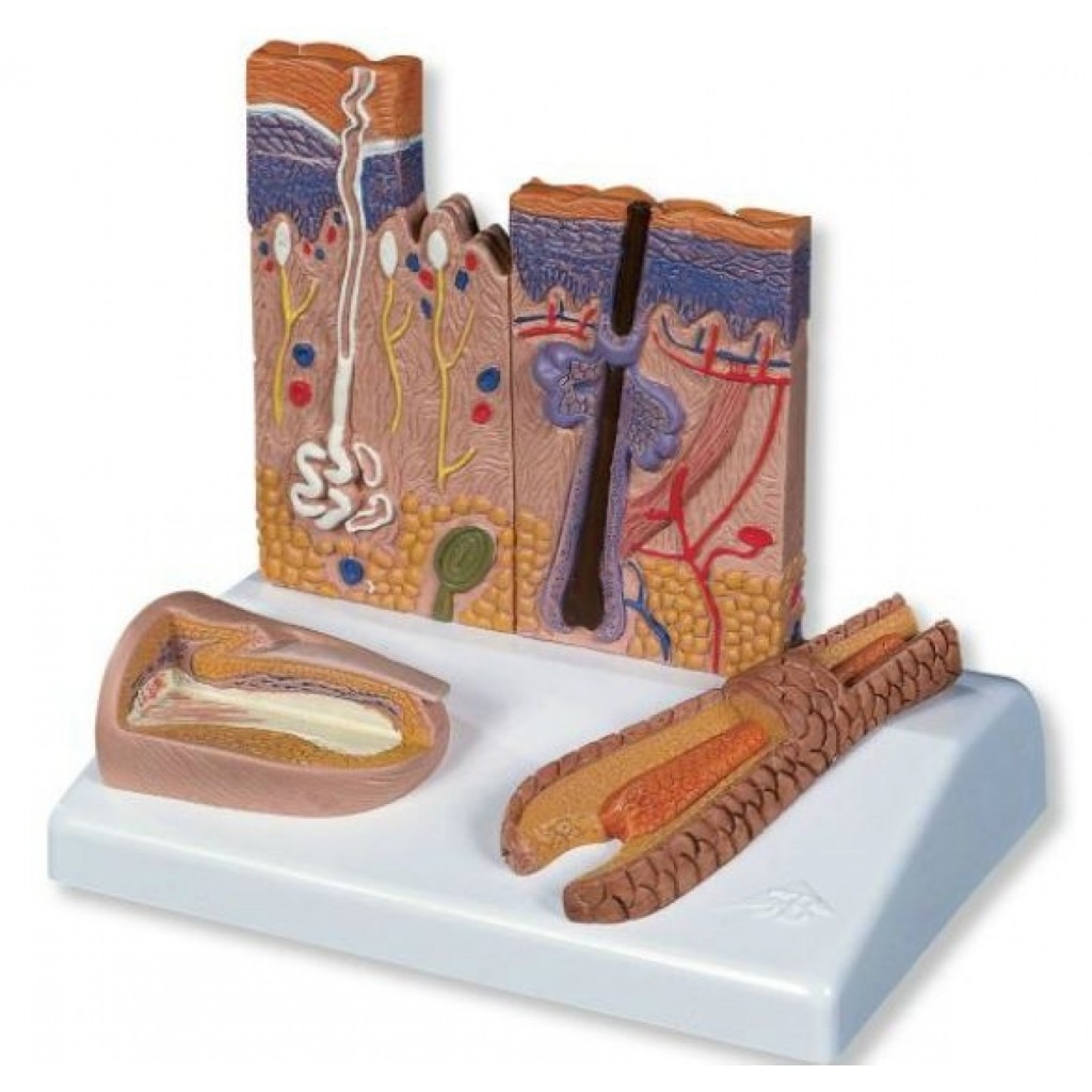 Anatomical Models Archives | Progress Healthcare